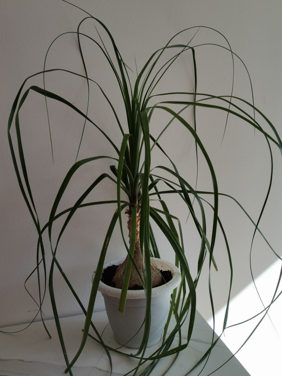 Slonova noga (Beaucarnea recurvata)