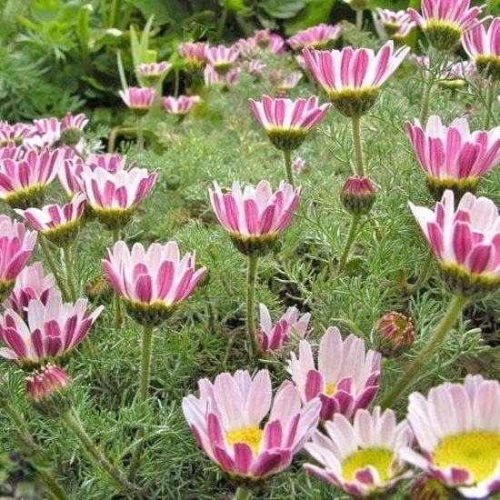 Spring kisses Anacyclus / SADNICE