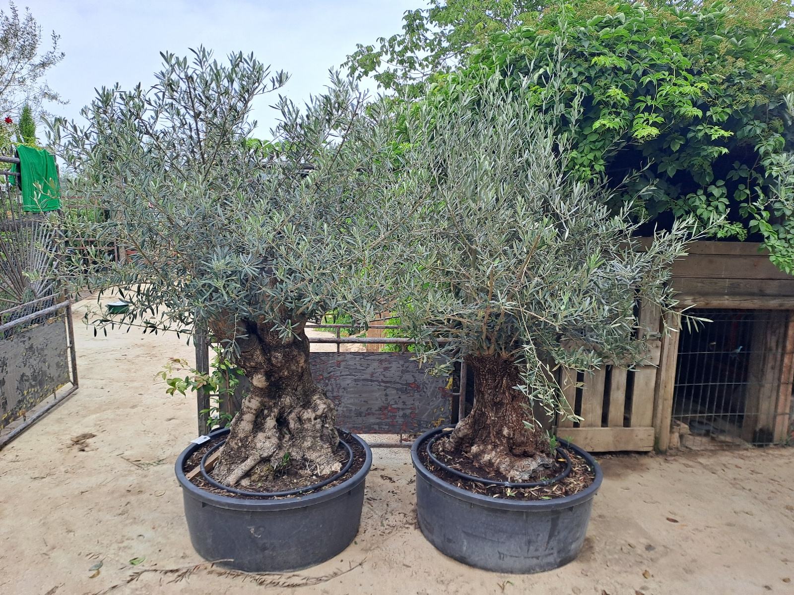 stablo masline dekorativne masline