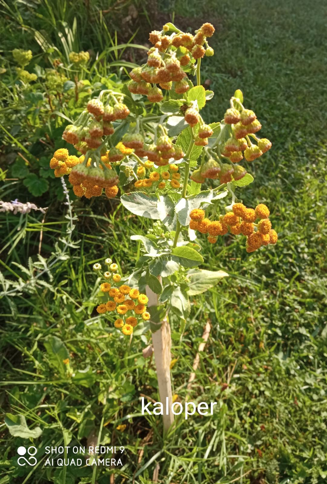 Kaloper -Tanacetum balsamita