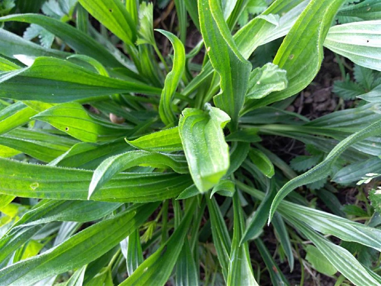 Trputac uskolisni i širokolisni
