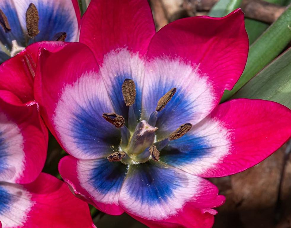 Tulipa Little Beauty, 10 lukovica: 4.00 €, PRODAJEM