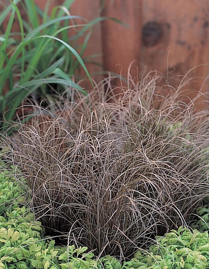 Ukrasna trava / Bronze Curls / SADNICE