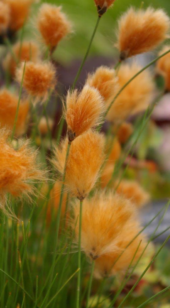 Ukrasna trava bronze / Eriophorium / SADNICE