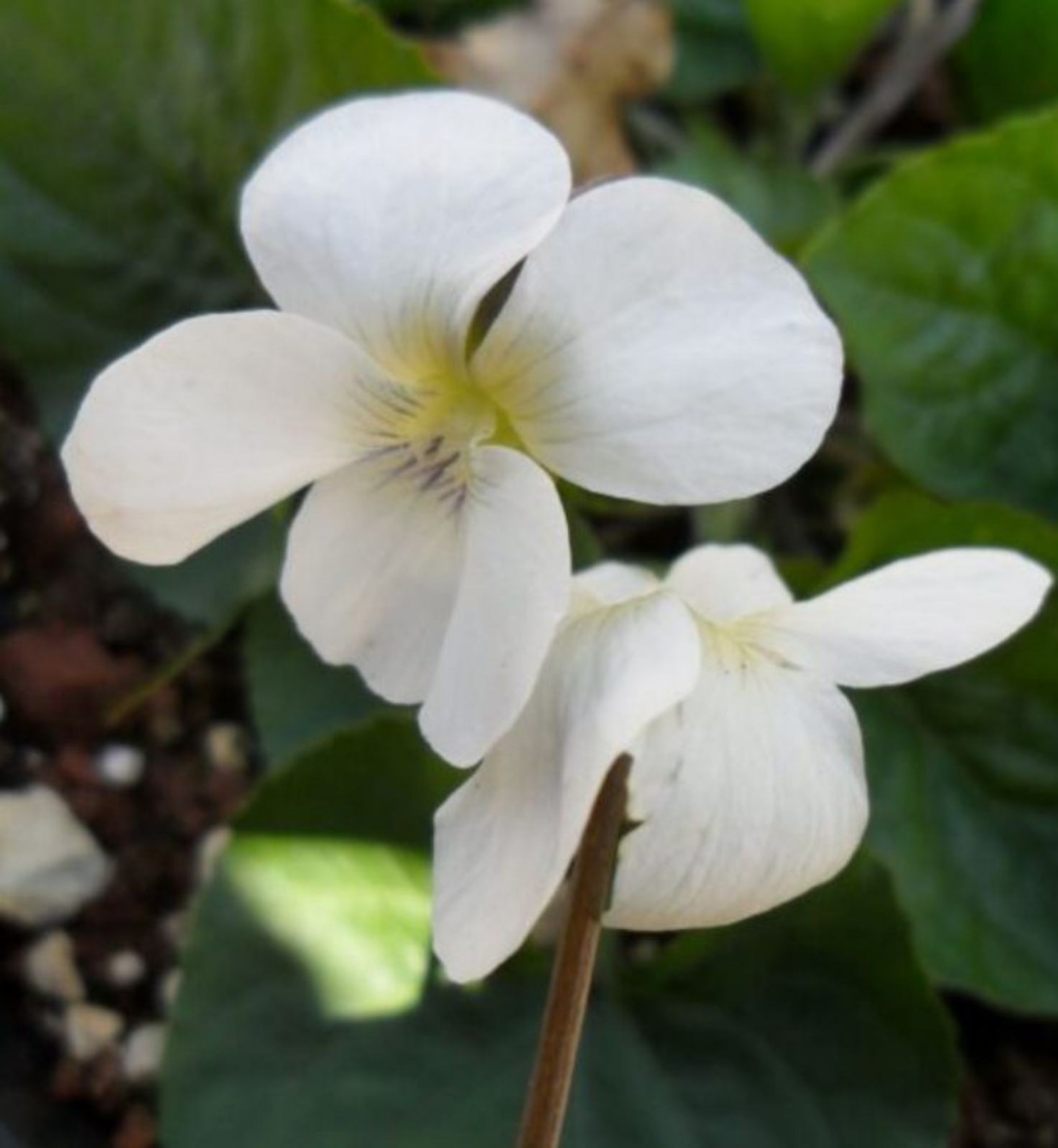 Viola Alba