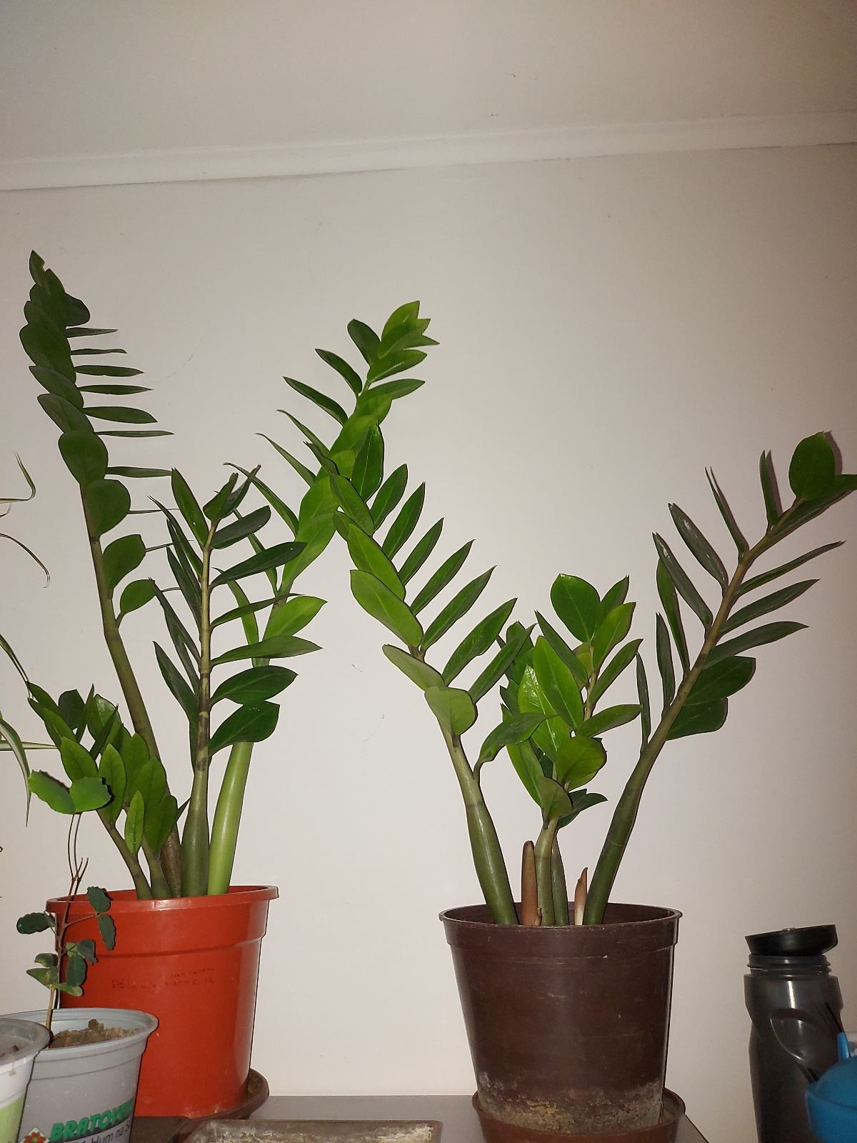 Zamioculcas Zamiifolia, ZZ plant