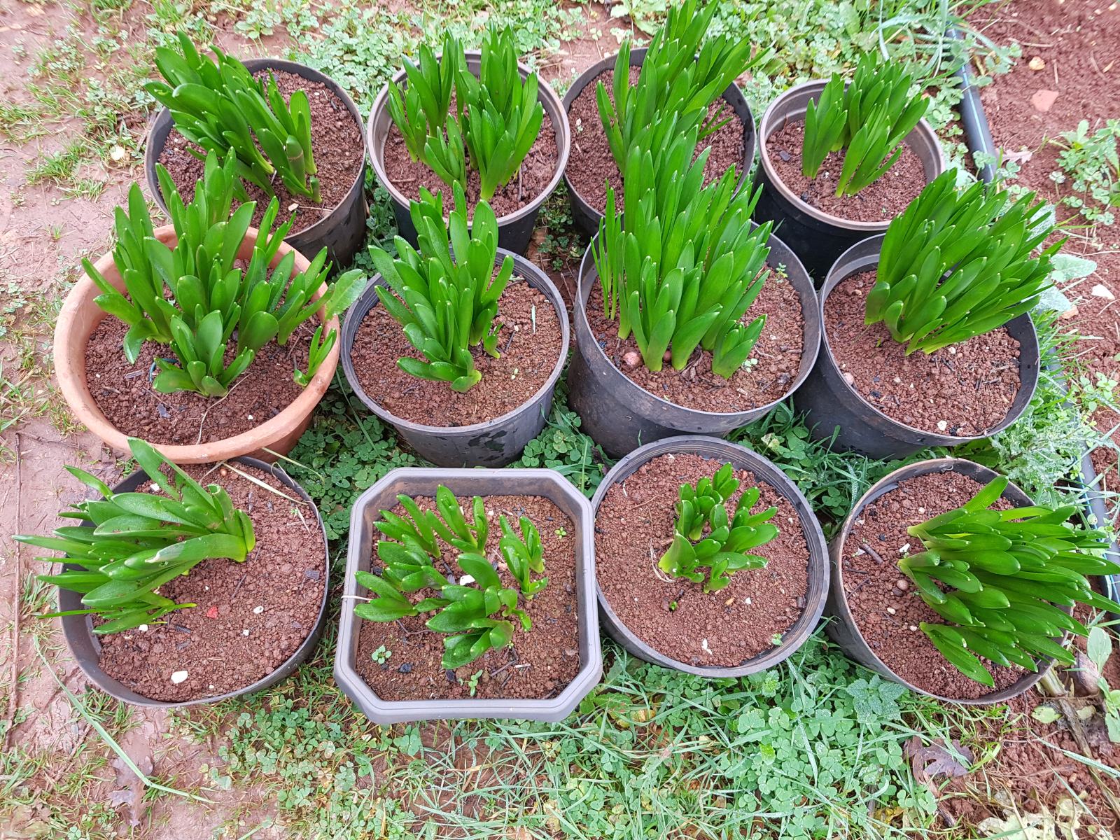 Zumbuli u 12 vaza