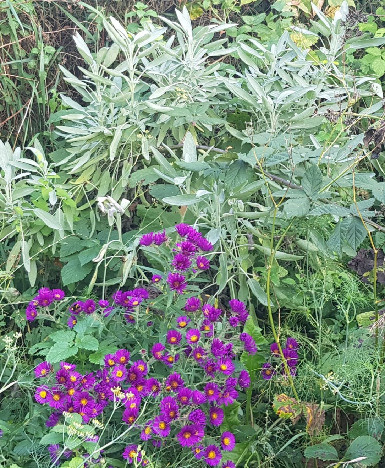 Zvjezdan, 2 korijena