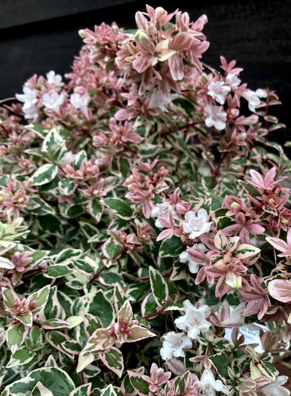 Abelija šarenolisna (abelia grandiflora variegata) - sadnica