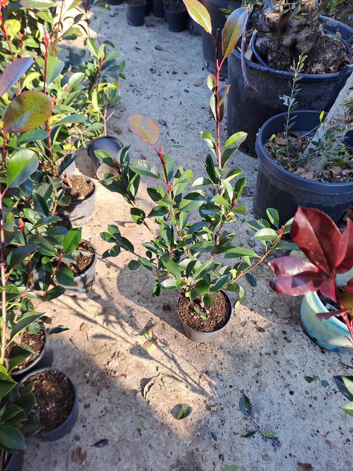 AKCIJA Fotinija sezona 2024 1m.10 visine, crvena živa ograda: Photinia