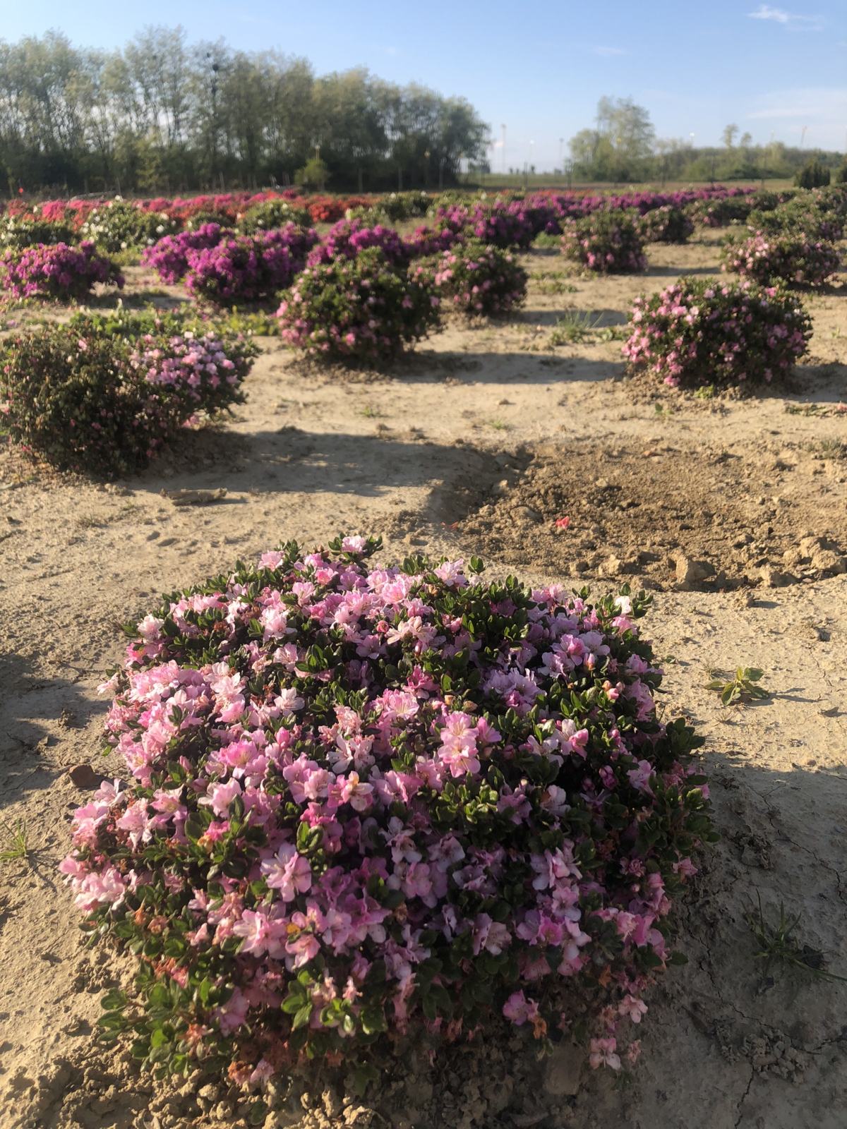 Azalea japonica Betty Mur, visina 40 cm/širina 60 cm