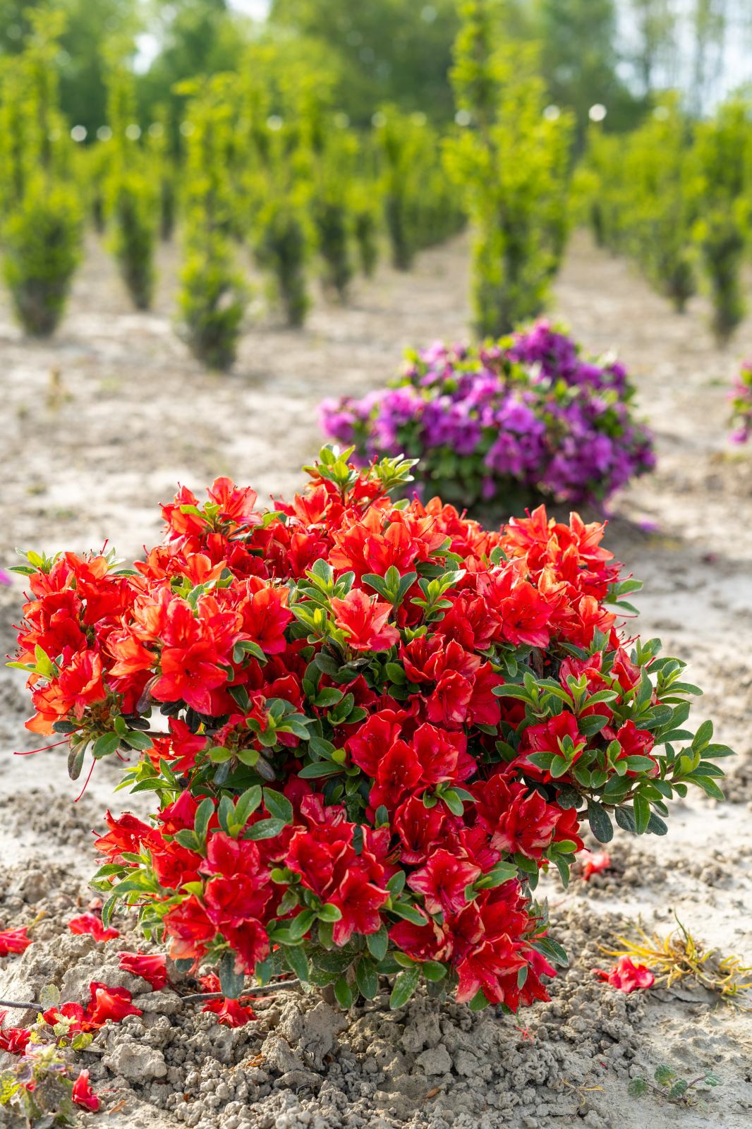 Azalea japonica Fridoline, visina 45 cm/širina 90 cm