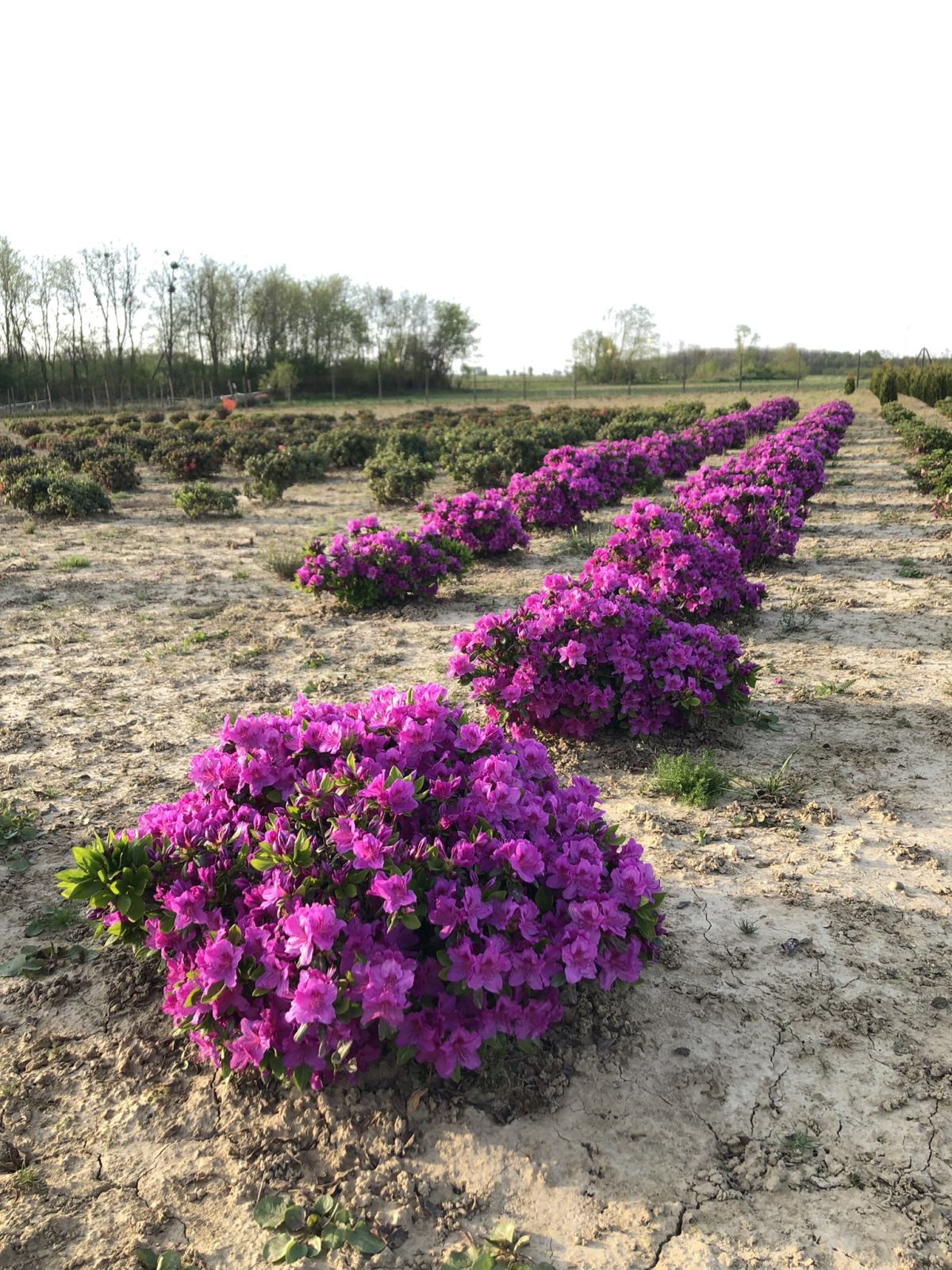 Azalea japonica Lilienstein, visina 40cm/širina 80 cm