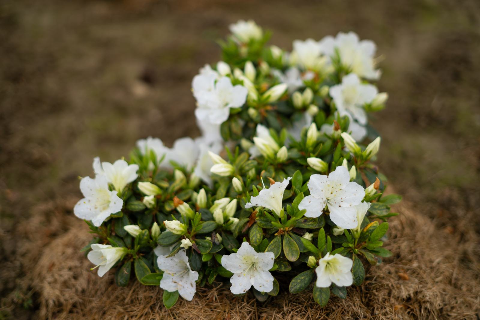 Azalea japonica Pleasent White, visina 50cm/širina 90cm