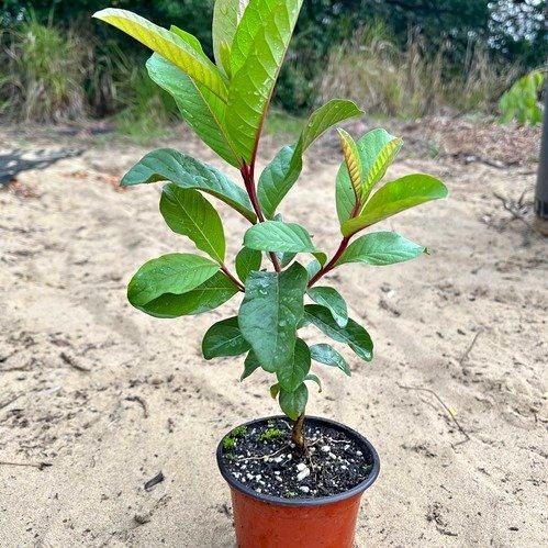 Biljka guave - Guava Plant