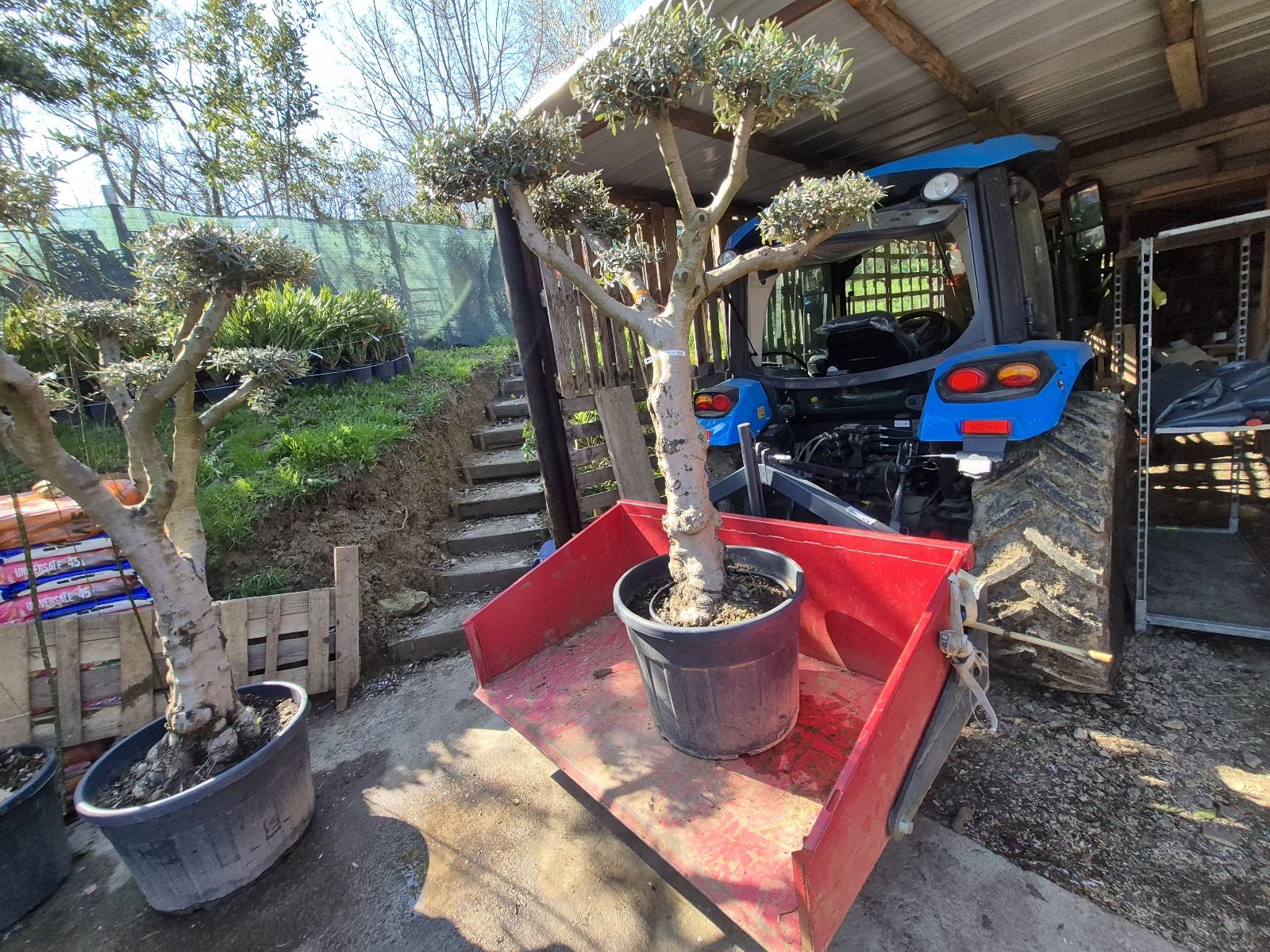 bonsai nasline - top sadnica