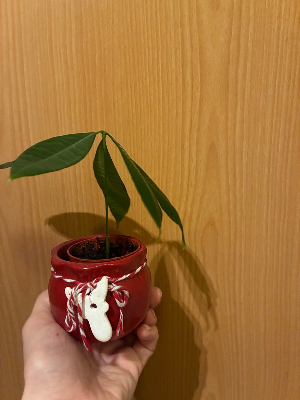 Bonsai Pachira aquatica (money tree)