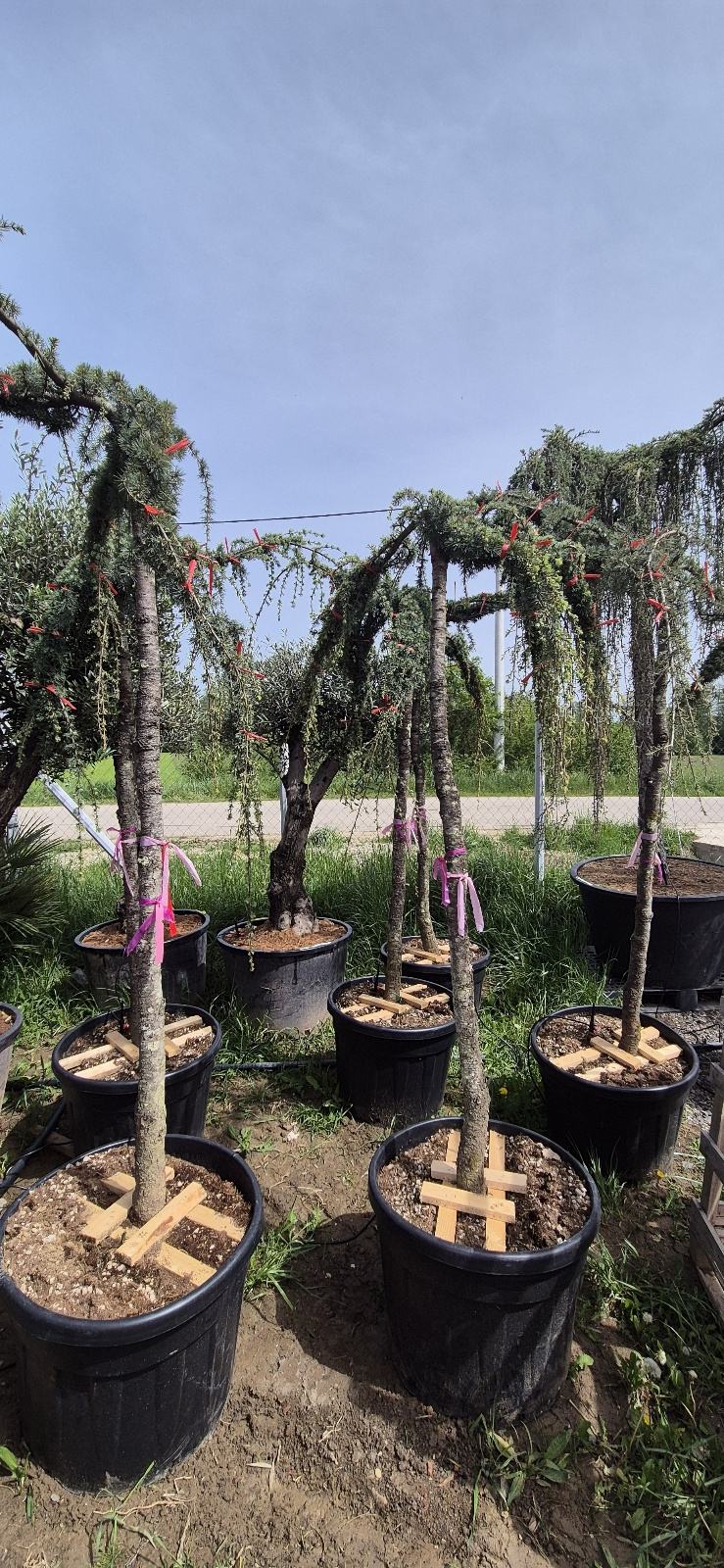 Cedrus atlantica glauca pendula, visine 200-250 cm