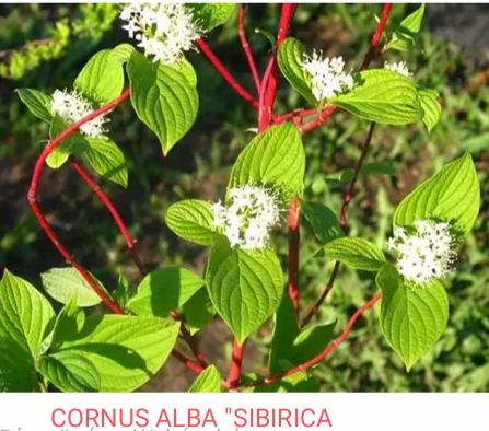 Cornus alba Sibirica ( ukrasni drijen)