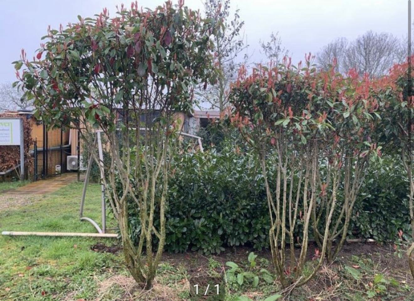 Crvena fotinija s više jako lijepih stabljika,visina 3m