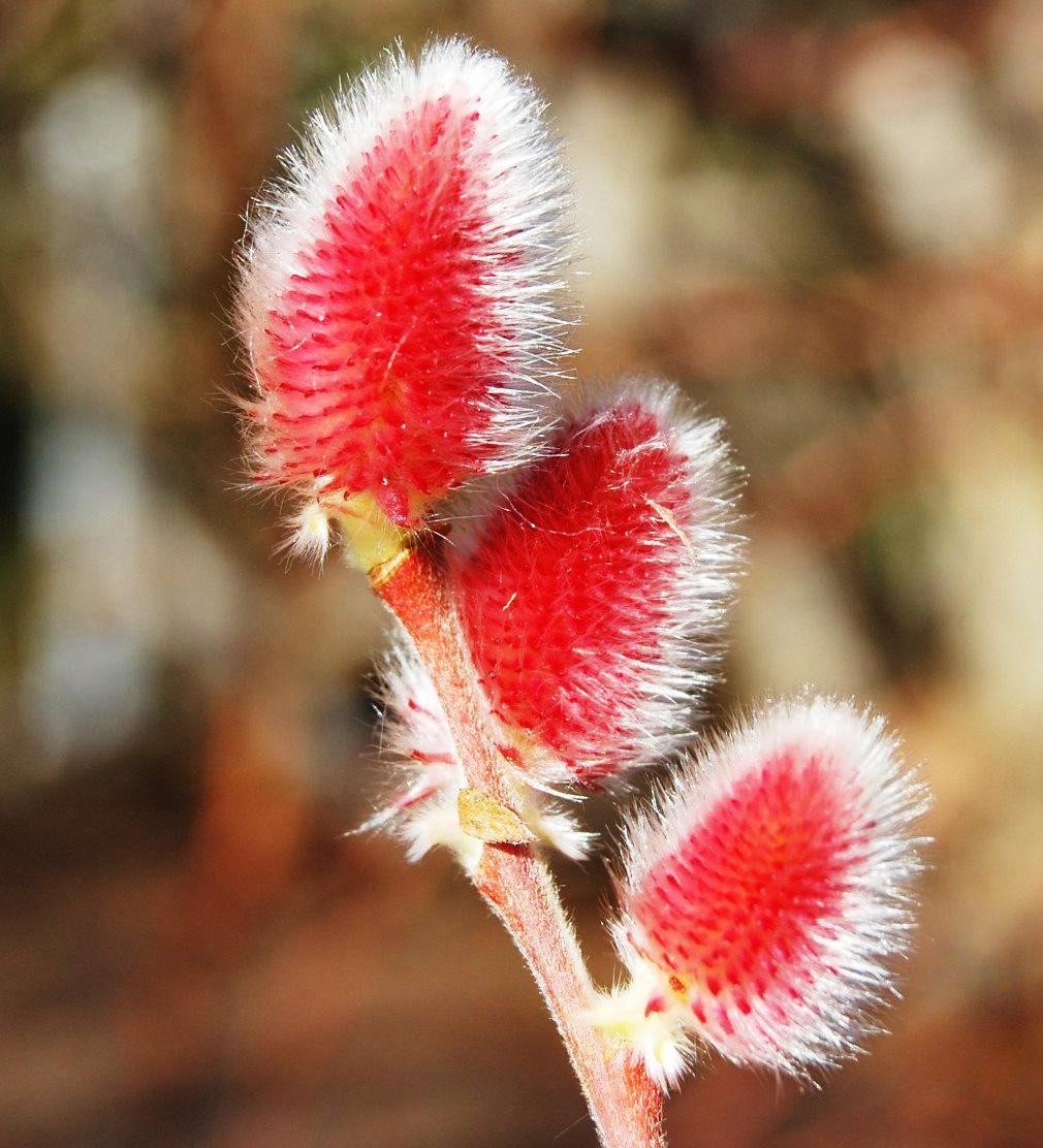 Crvena Vrba Salix Mount Aso Cica Maca 1m Dostava