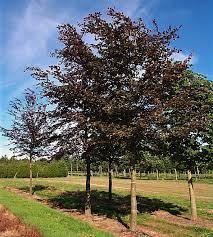 Crvenolisna bukva - Fagus sylvatica Purpurea