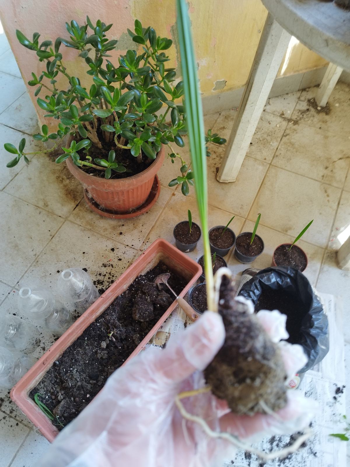 Datulja palma (Phoenix canariensis)-mladice/sadnice