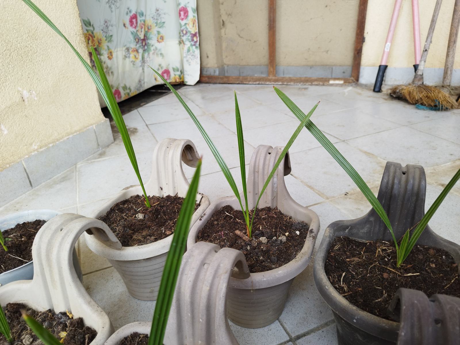 Datulja palma (Phoenix canariensis)