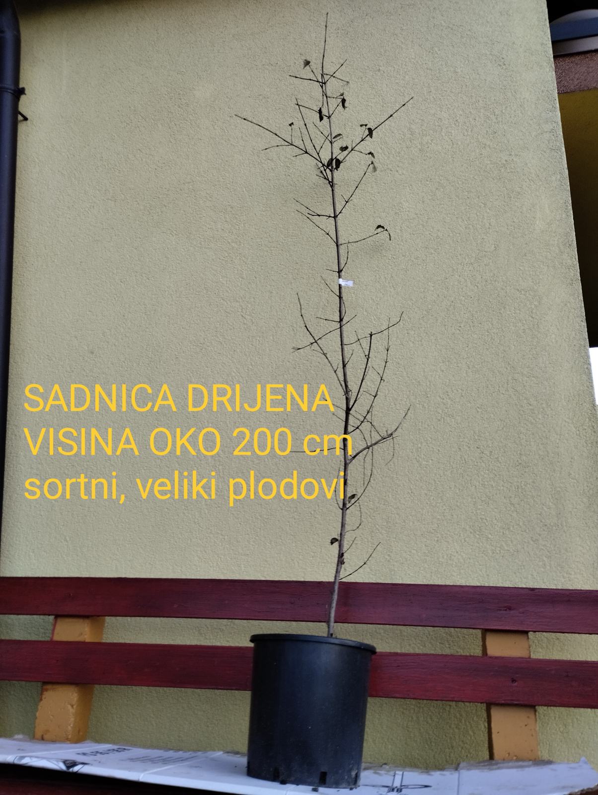 DRIJEN - VELIKE SADNICE 200 cm