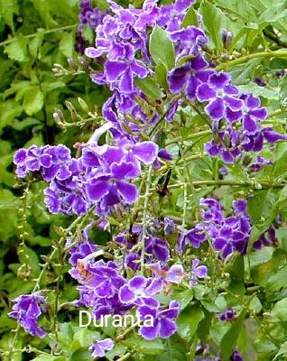 Duranta repens