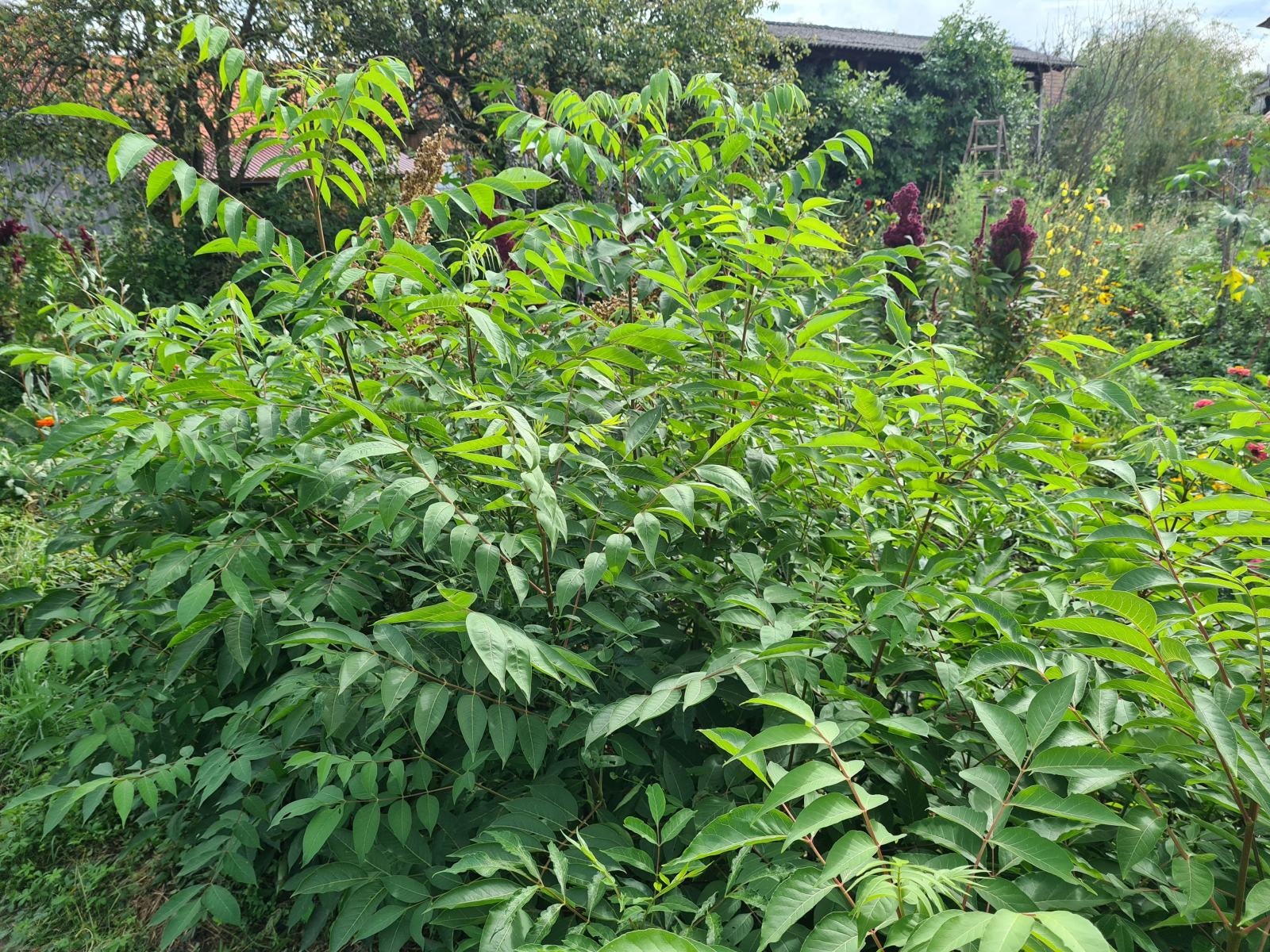 Evodija - Pčelinje drvo -Euodia Daniellii (Tetradium Danielii) sadnice