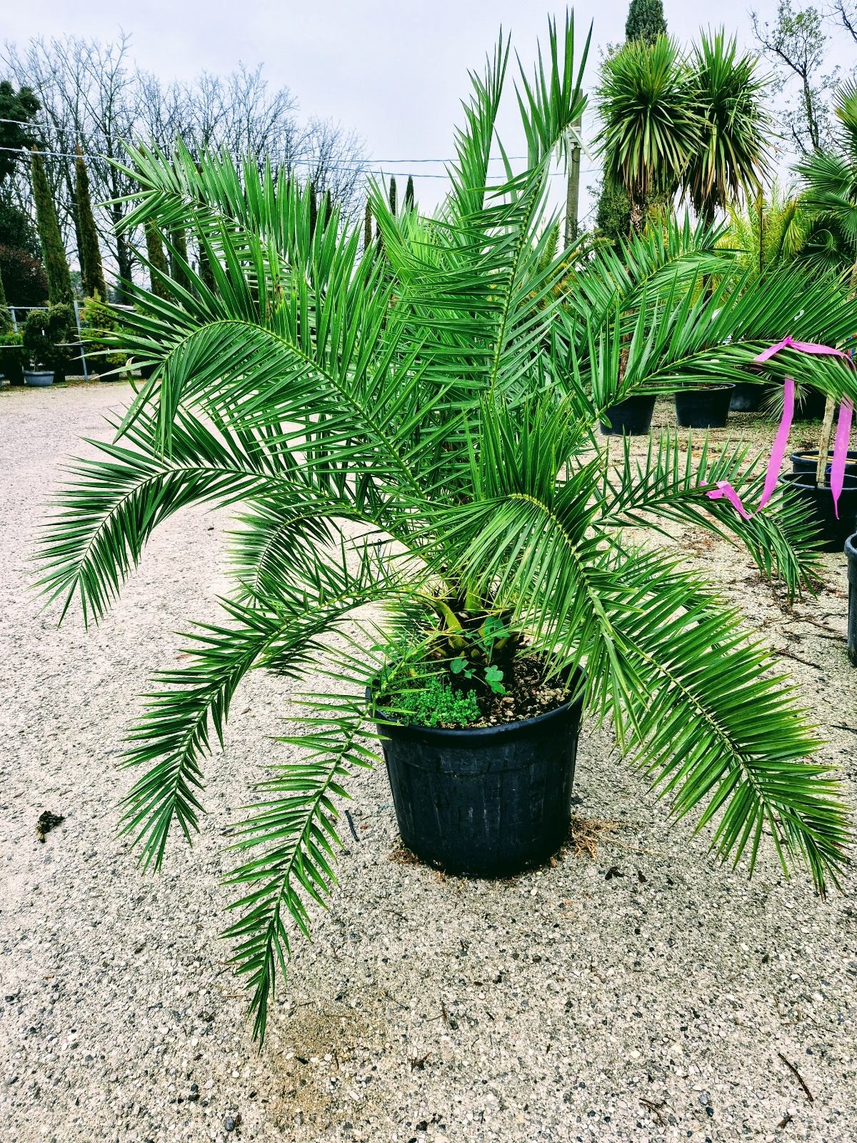 Fenix palma/ Phoenix palma- Kanrska datulja