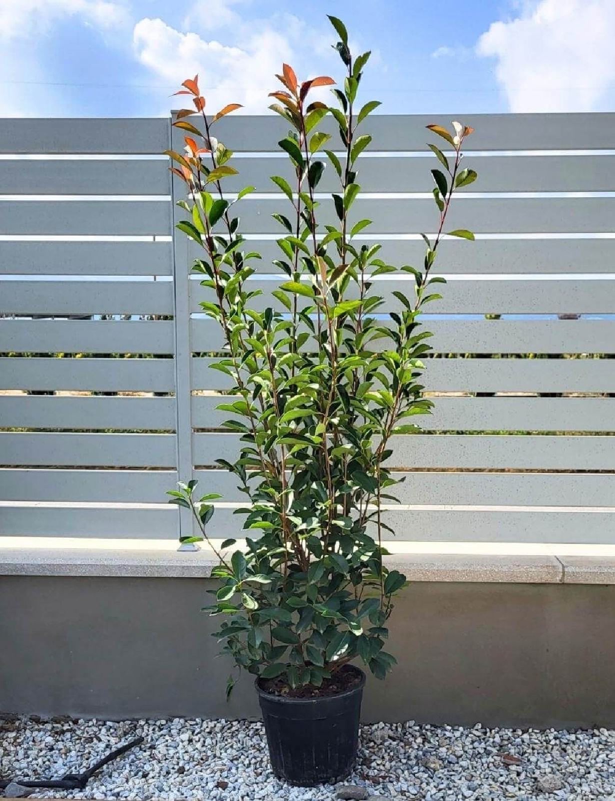 fotinija 1.70m velike sadnice , visoka živica