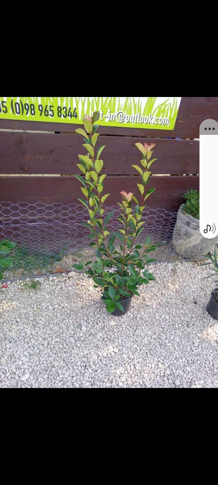 FOTINIJA 1M -1.5M VISOKE SADNICE PHOTINJA, FOTINIJA,CRVENA ŽIVICA