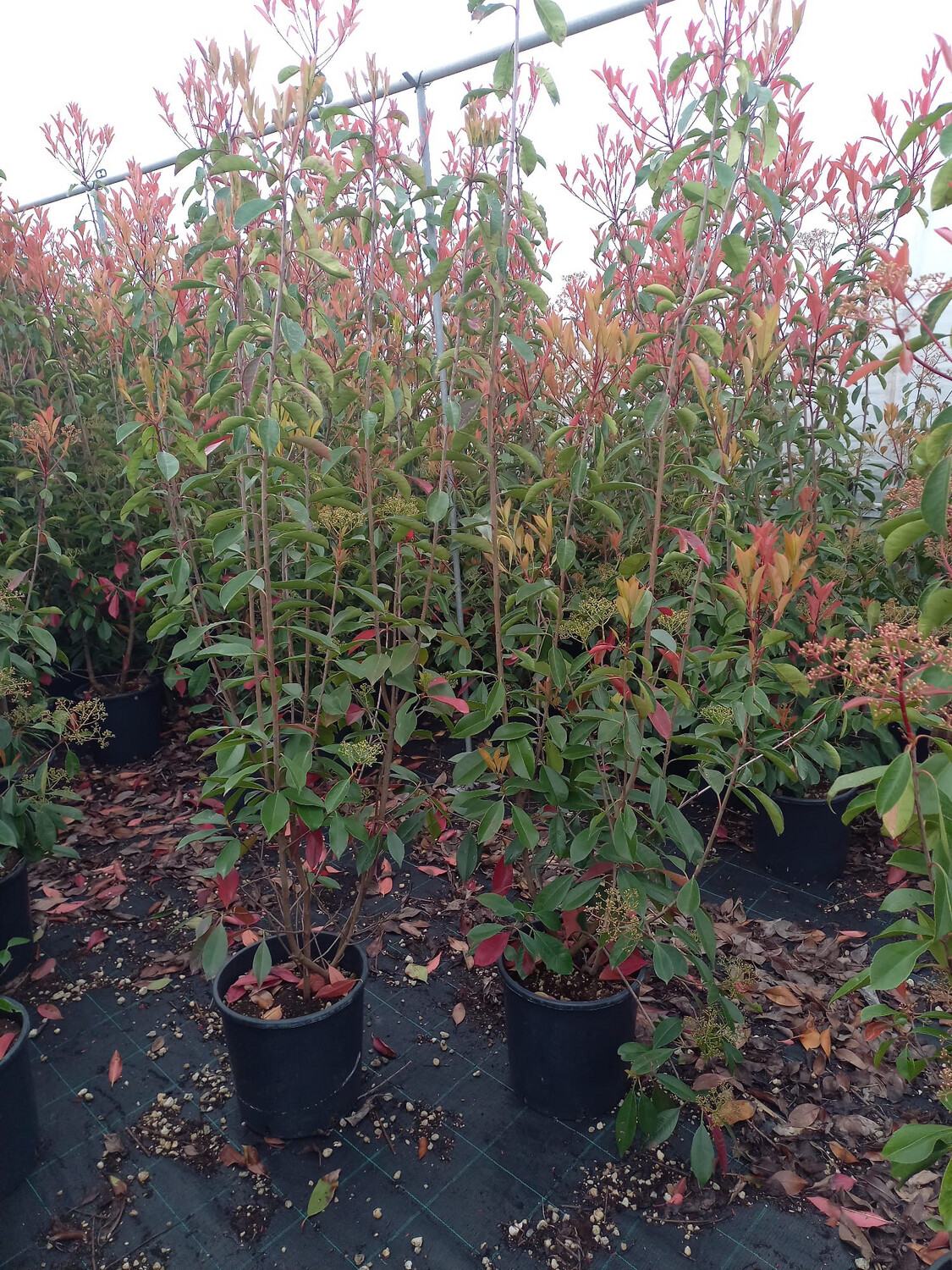 Fotinija Fotinia Photinia Red Robin Sadnice Grmovi 1,6-2,5m Dostava