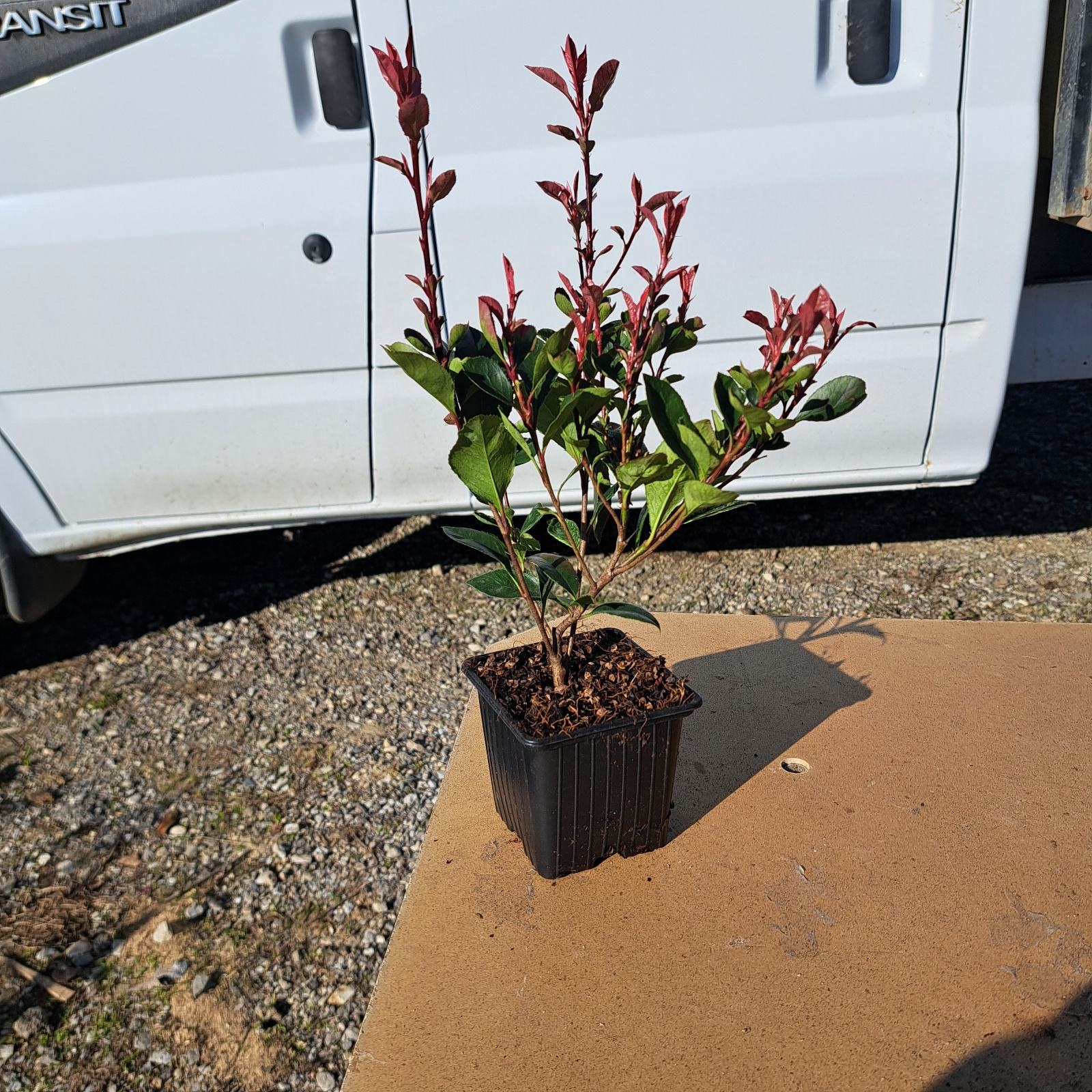 Fotinija little fennaa