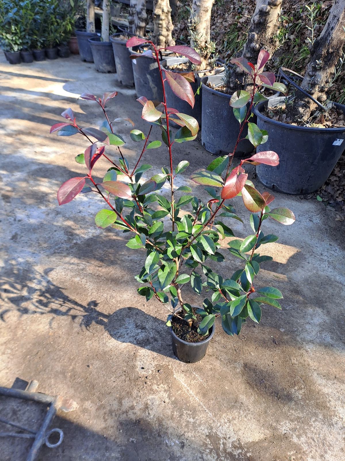 Fotinija - Photinia razgranate sadnice za živu ogradu 1m