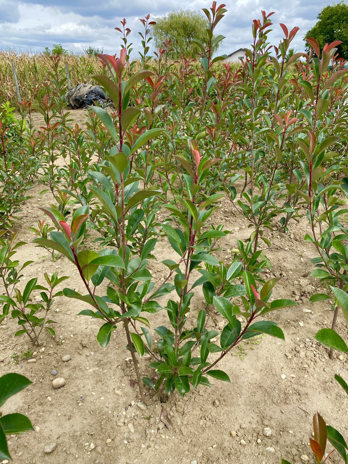 Fotinija Photinia Red Robin 90-130cm visine