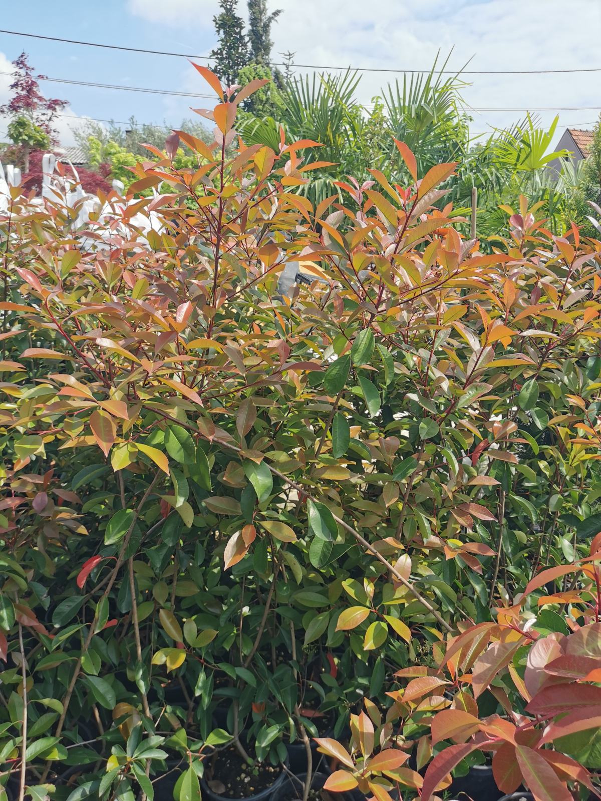 Fotinija Photinia Red Robin Sadnice 120-250cm Sadnice Dostava
