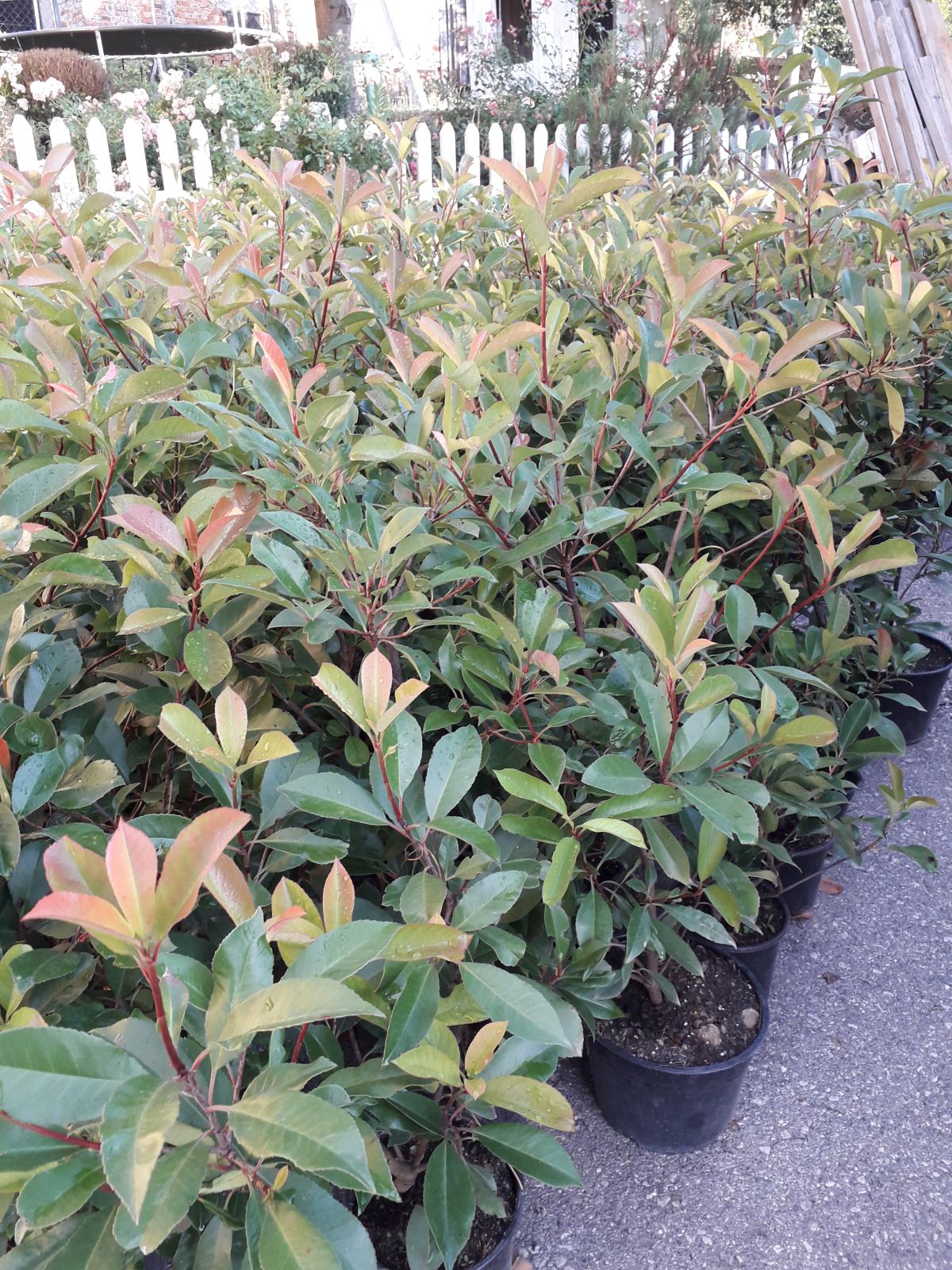 Fotinija Red Robin živa ograda ili kao dekoracijski grm