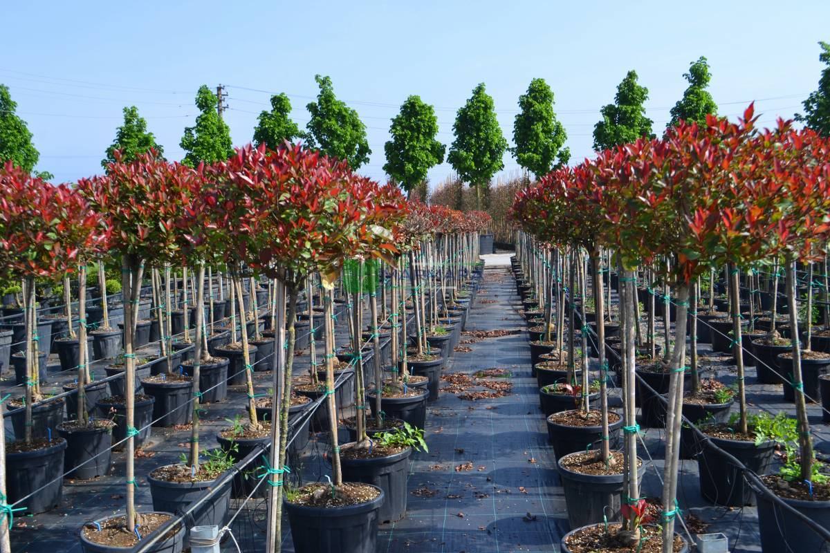 Fotinija Stablo Fotinia Stablasica Photinia Red Zimzelena Dostava