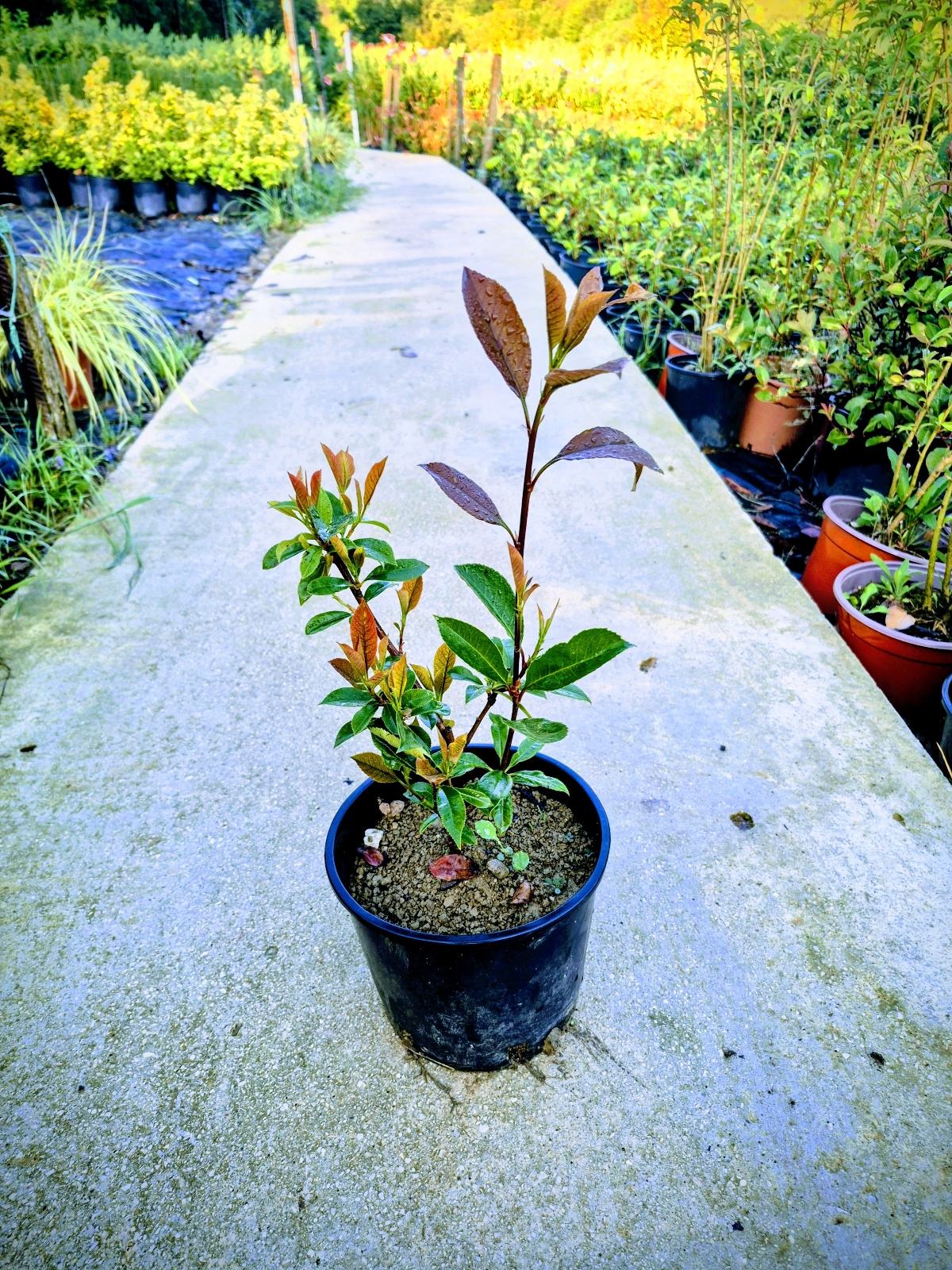 Fotinja prodaja - uzgoj ->Red Robin-crvena živica