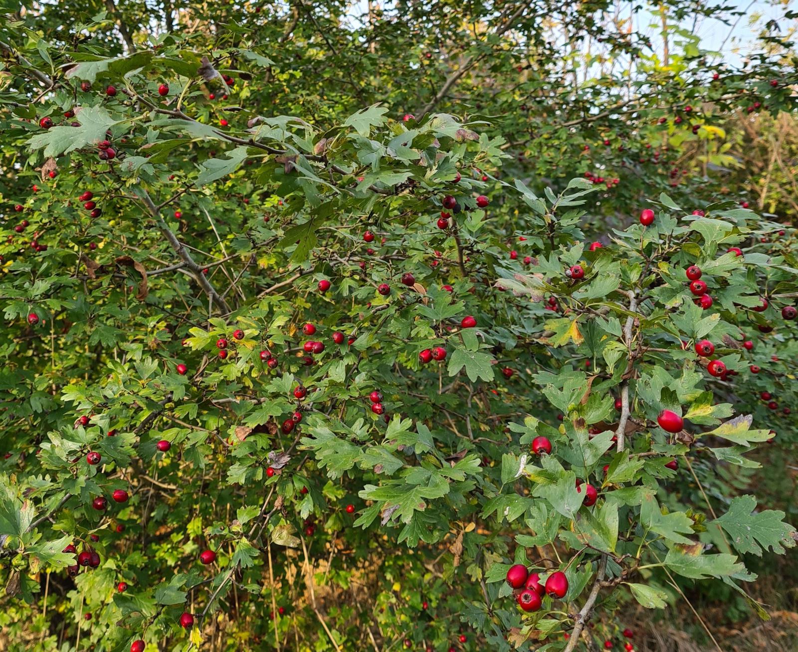 Glog - Bijeli glog - Crataegus monogyna - sadnice