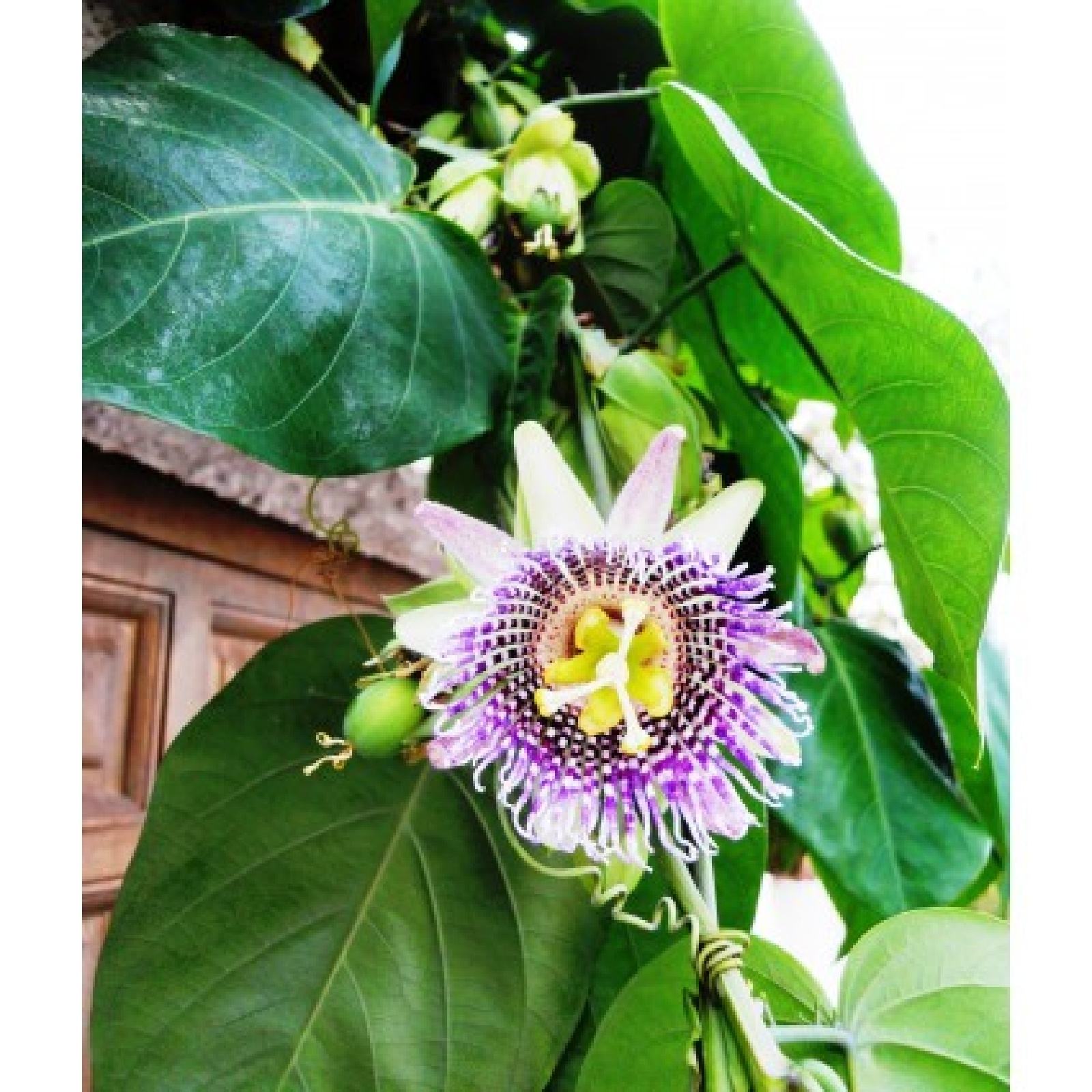 Granadila (Passiflora ligularis) sadnica