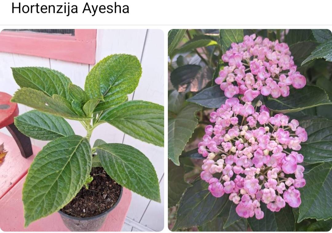 Hortenzije sadnice