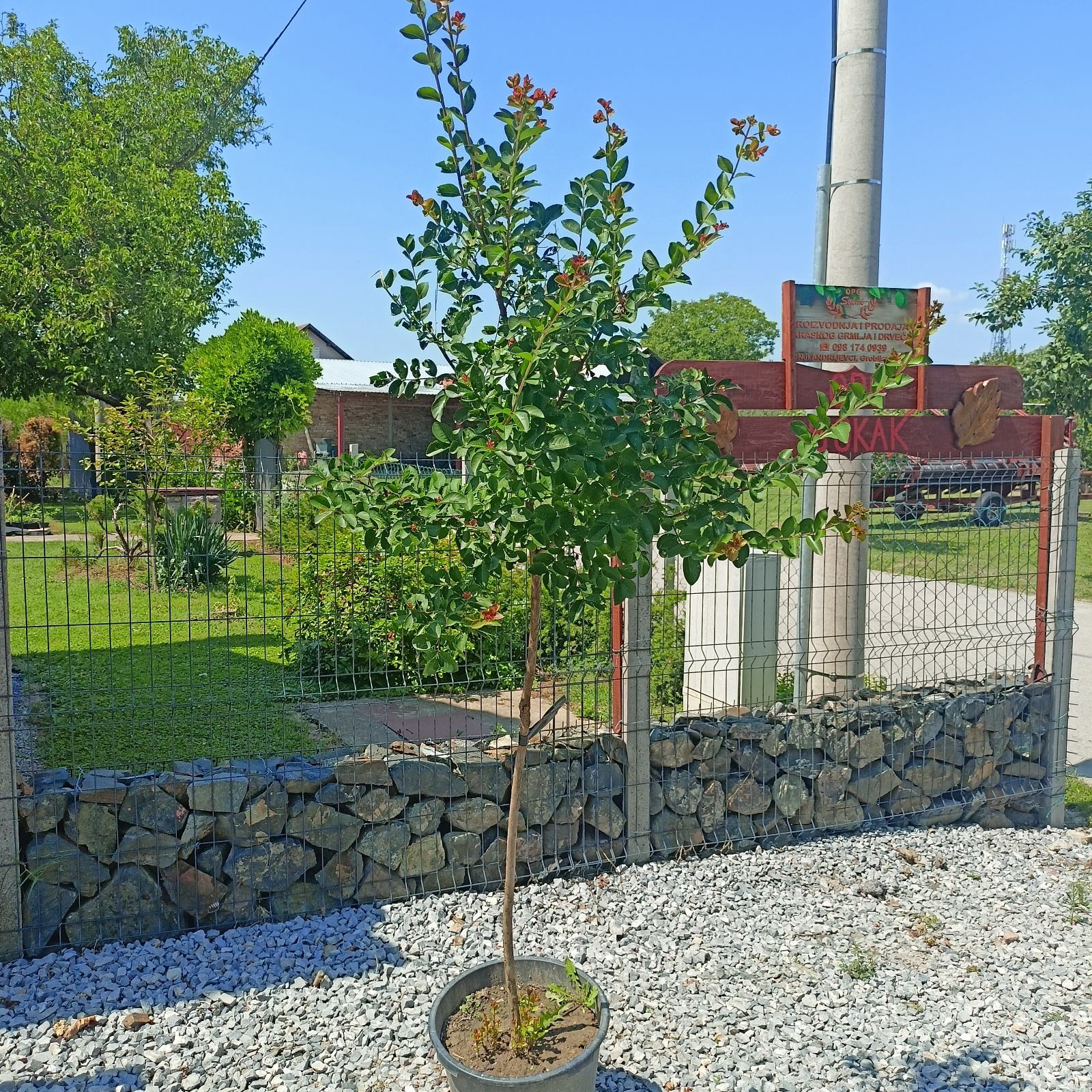 Indijski jorgovan Lagerstroemia indica stablo 2,00 m