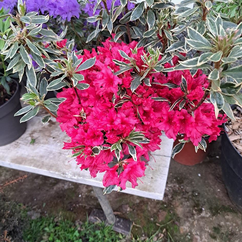 Japanska azaleja Silver sword