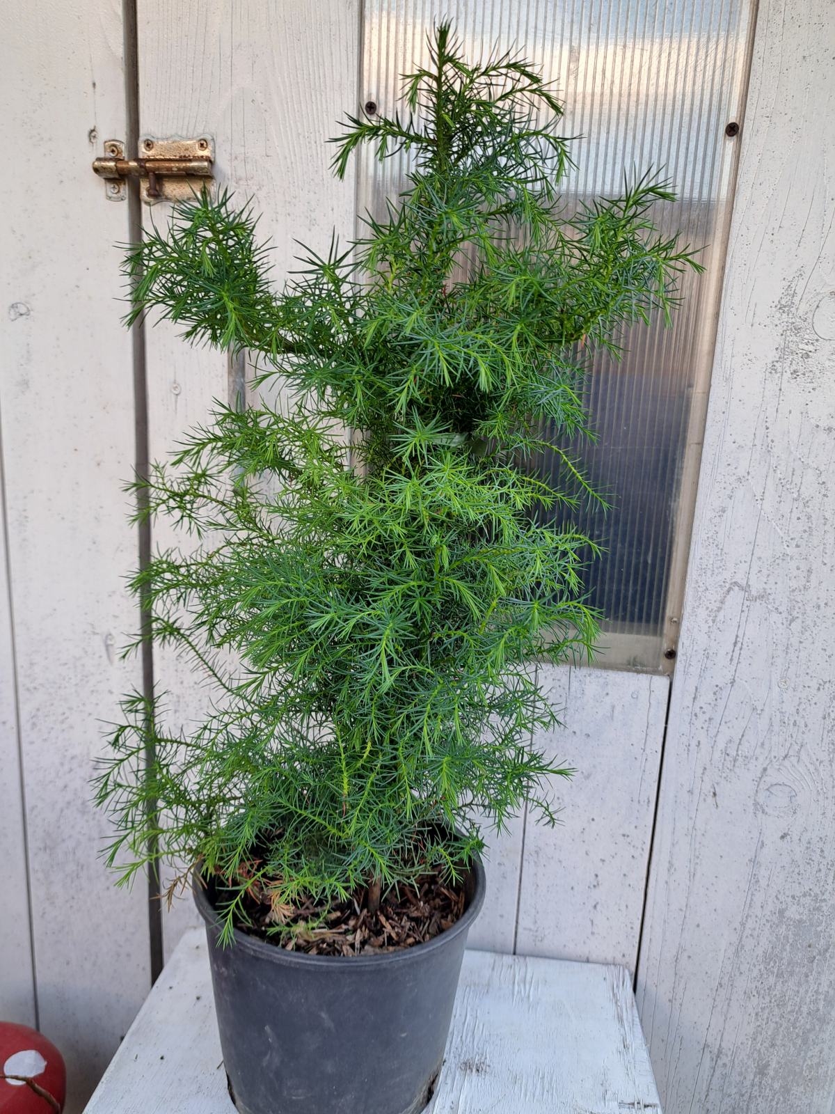 Japanska kriptomerija Elegans (japanski cedar)