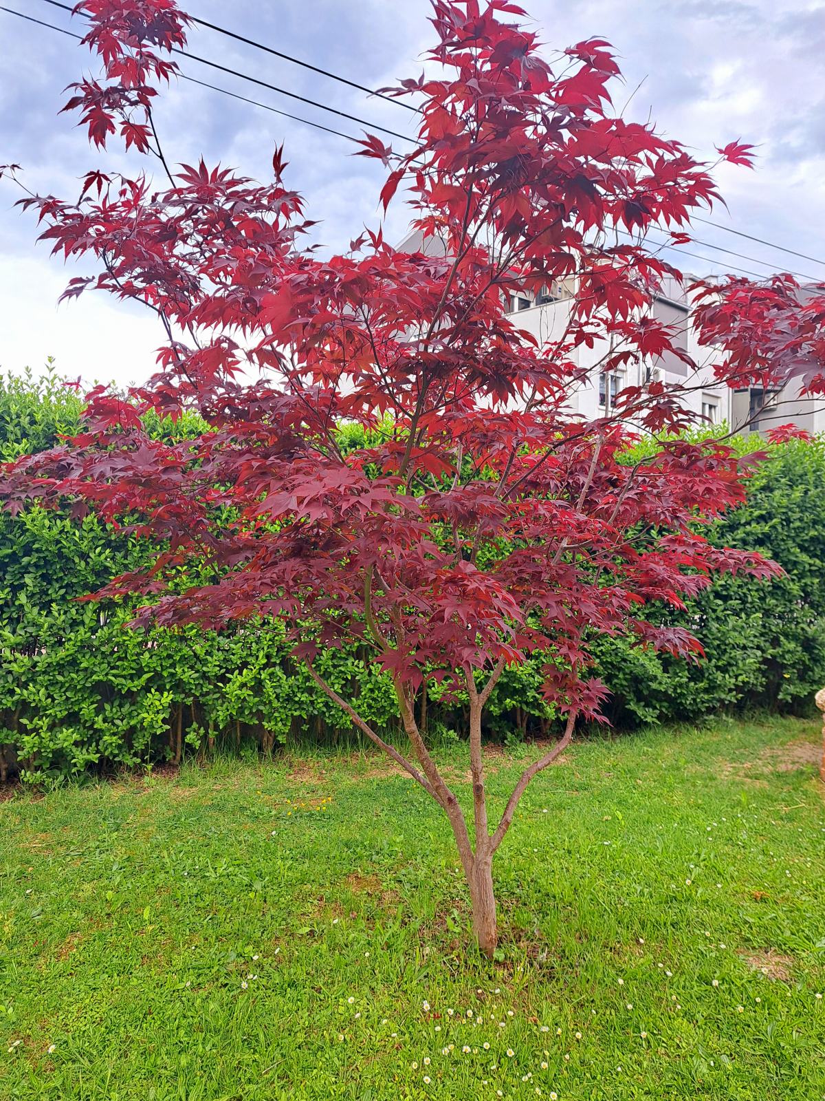 Japanski javor crveni.,Acer palmatum 2 kom