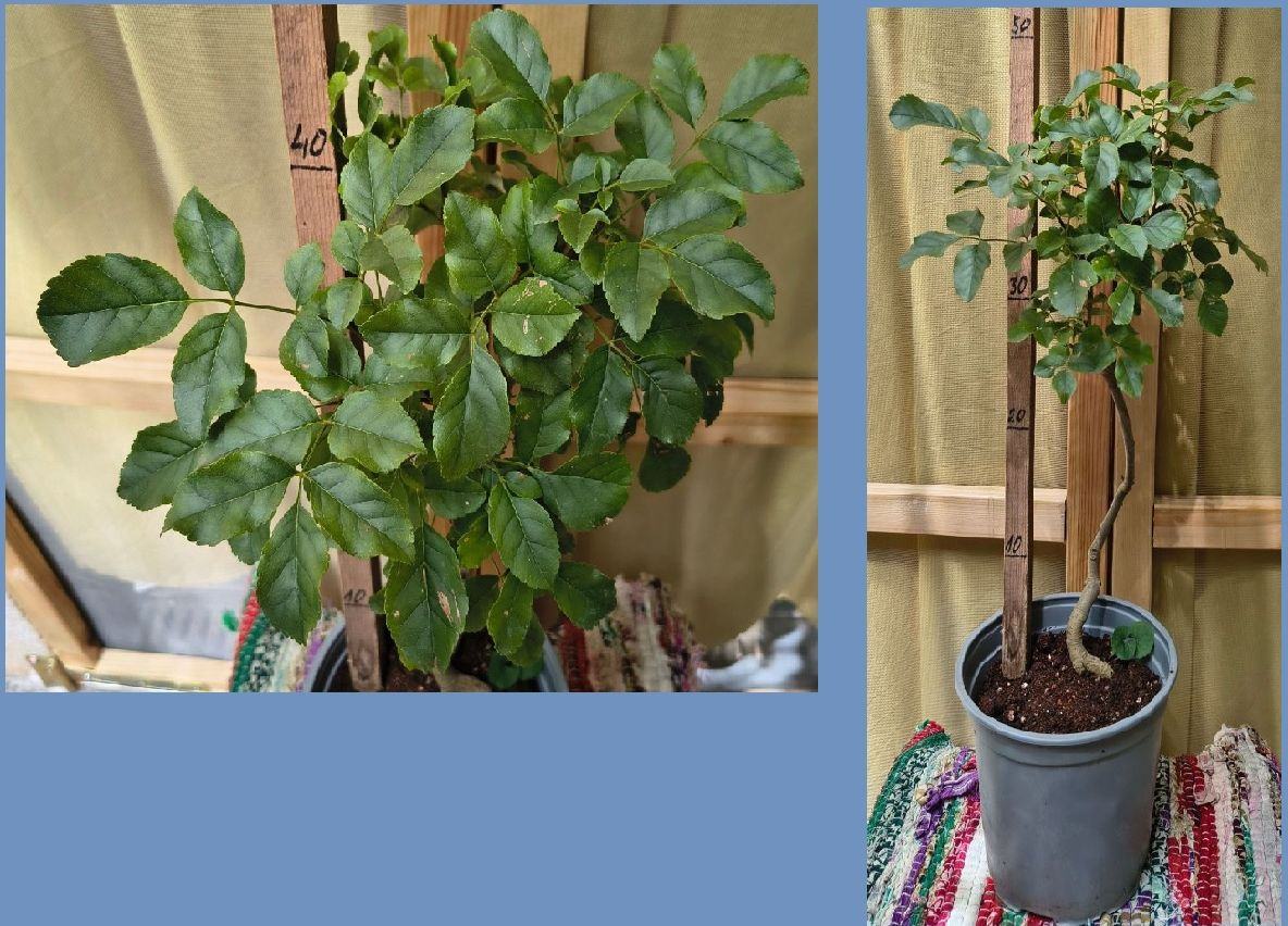 JASEN, Fraxsinus sp. PREBONSAI, sadnica sa slike